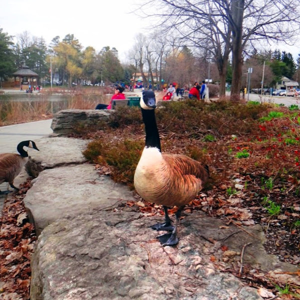 Canada Goose | Project Noah