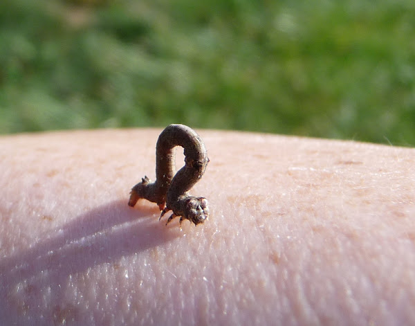 inchworm, geometer moth caterpillar | Project Noah