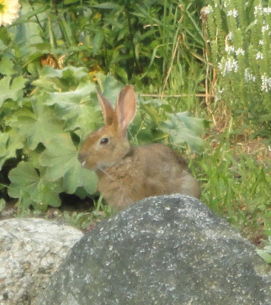 Wascally Wabbits | Project Noah