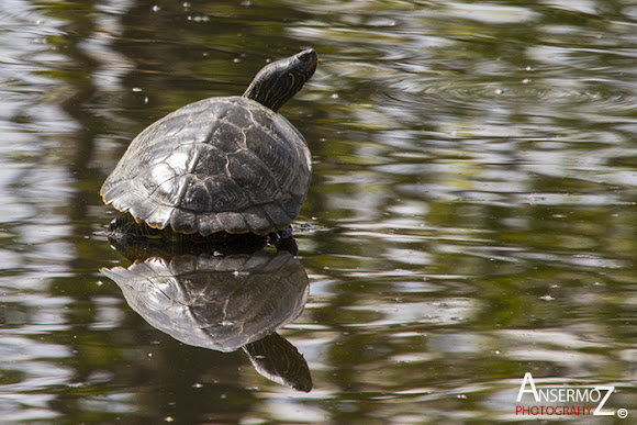Northern Map Turtle | Project Noah