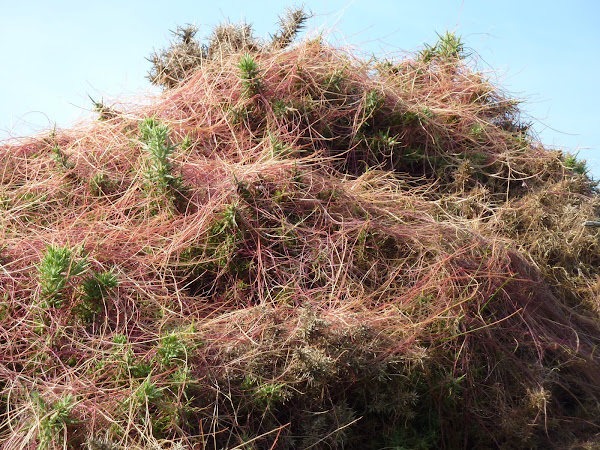 Common Dodder/ Clover Dodder | Project Noah