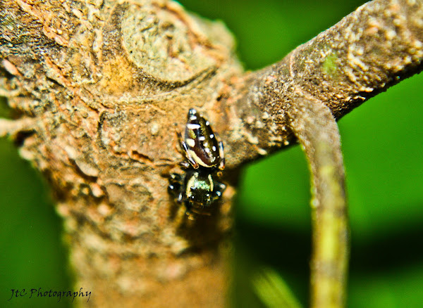 Emerald Jumping Spider | Project Noah