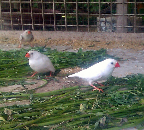 White zebra finch | Project Noah