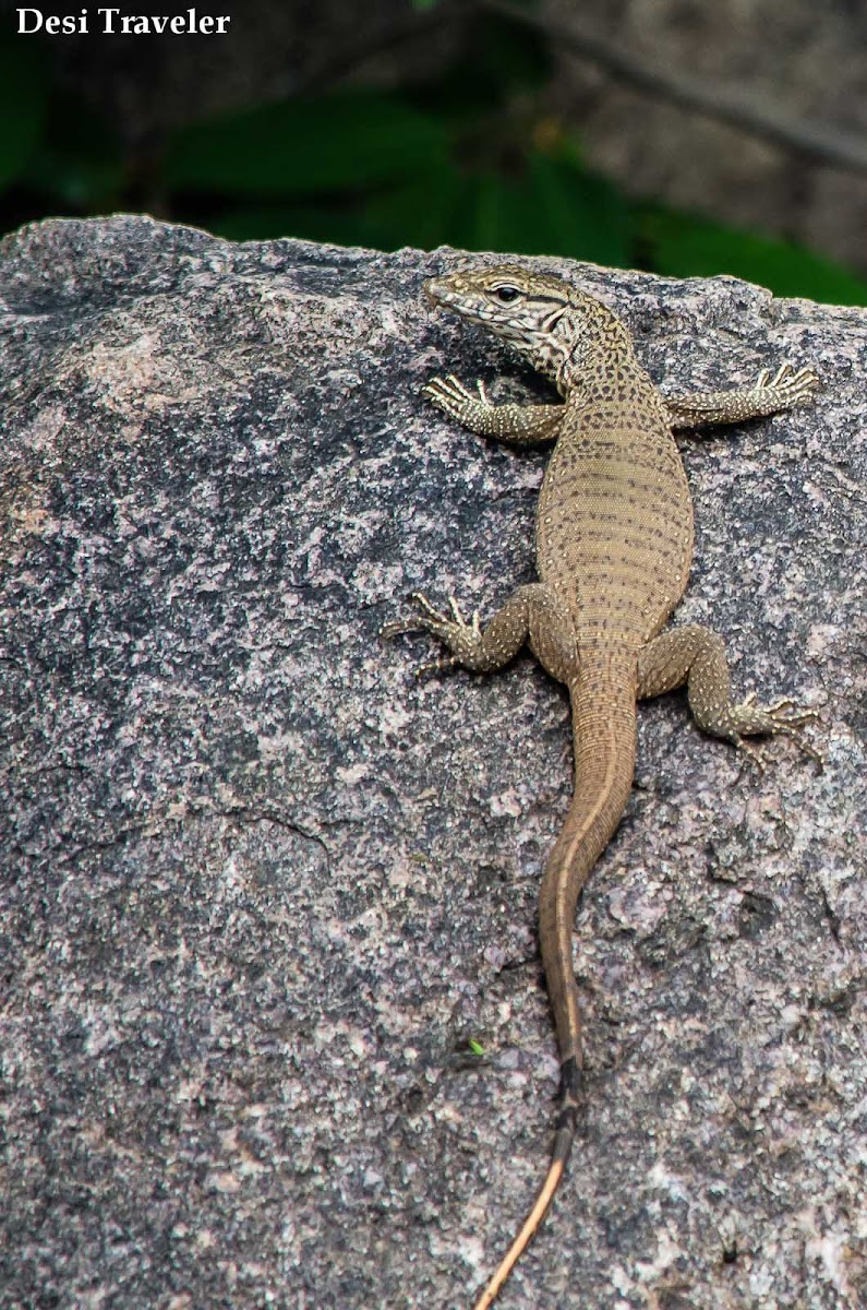 Bengal Monitor Lizard | Project Noah