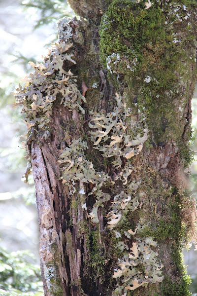 Lung Lichen | Project Noah