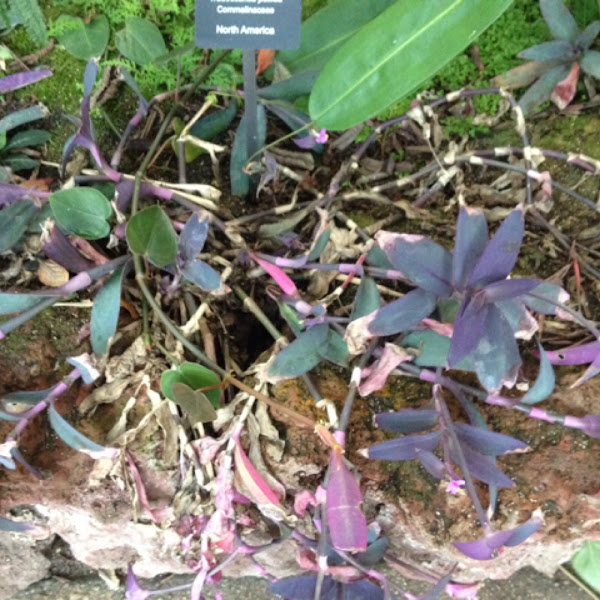 Purple Heart | Project Noah