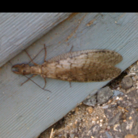 Eastern dobsonfly (female) | Project Noah
