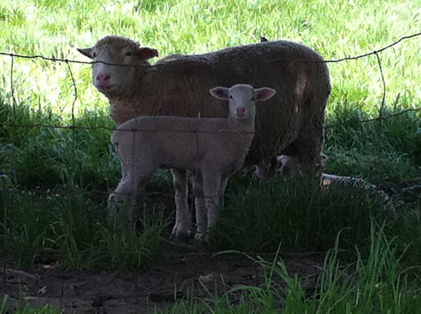 Sheep | Project Noah