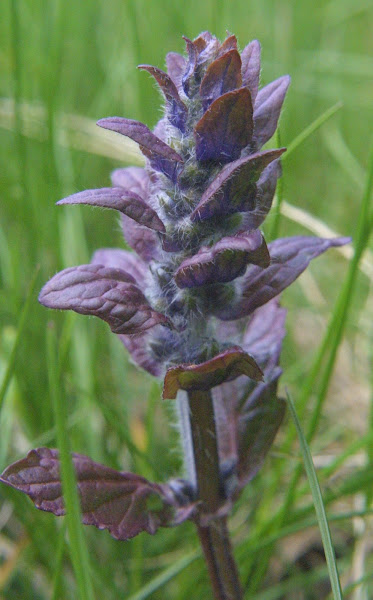 Common Bugle | Project Noah