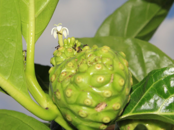 Noni (from flower to ripe fruit) | Project Noah