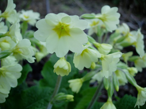 Prímula. Primrose | Project Noah