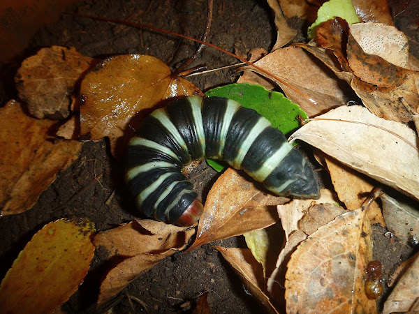 Pachylia Sphinx Moth Larva | Project Noah