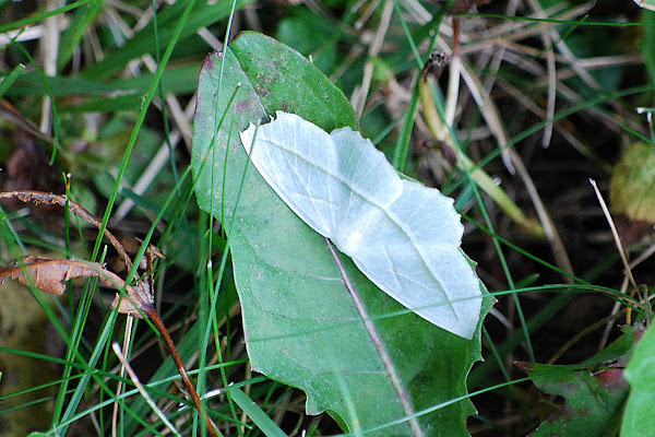 Common White Wave Moth | Project Noah