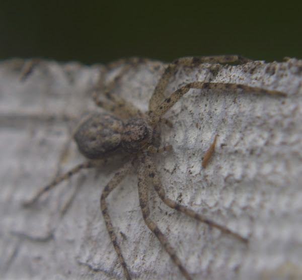 Running Crab Spider | Project Noah