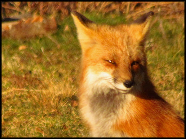 Red Fox | Project Noah