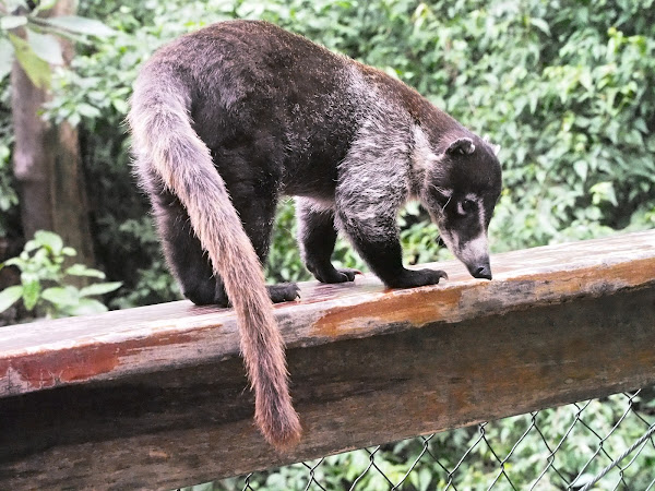 Coati | Project Noah