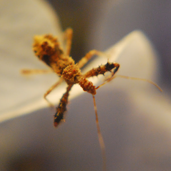 Spined Assassin Bug | Project Noah