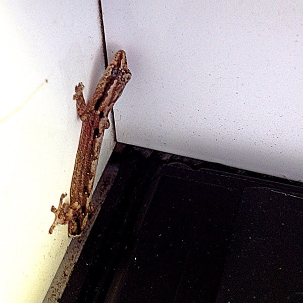 Mourning gecko | Project Noah