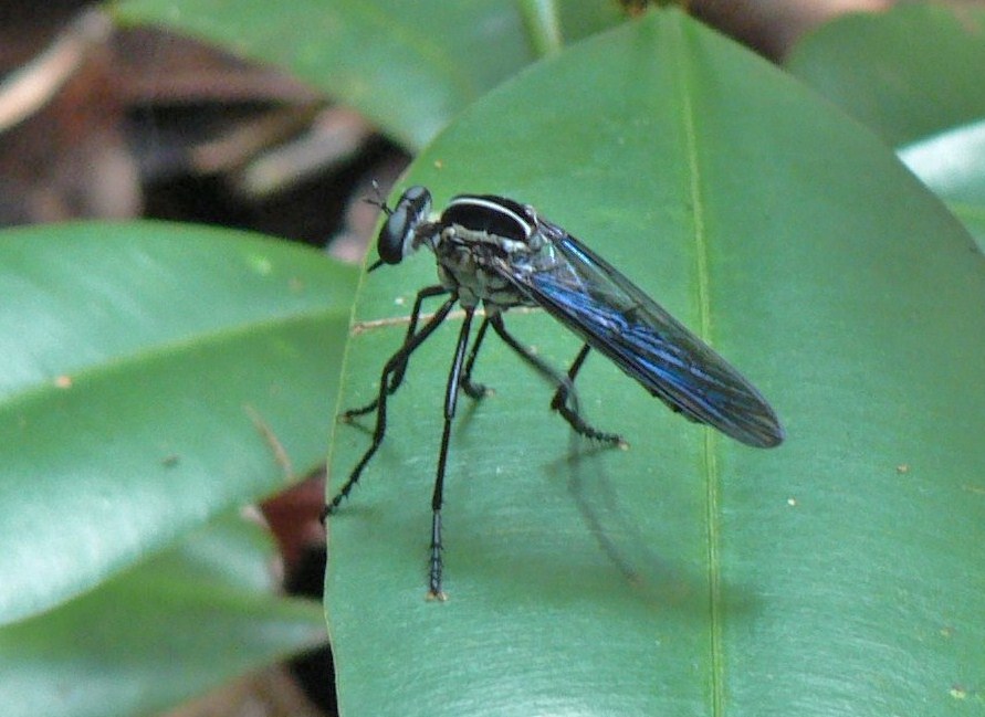 Robber fly | Project Noah