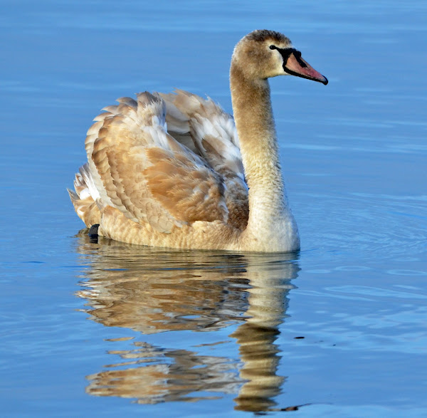 Mute swan (immature) - Cygne tuberculé - Höckerschwan | Project Noah