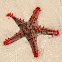 Red-knobbed starfish | Project Noah