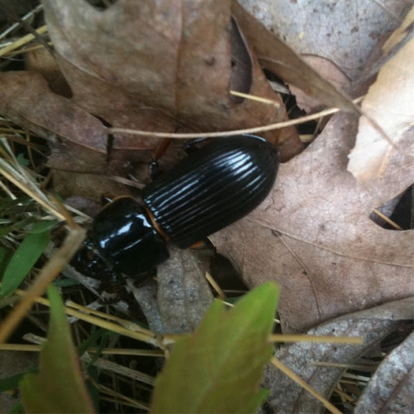 Beetle | Project Noah