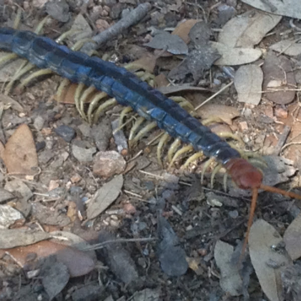 Texas Giant Centipede | Project Noah
