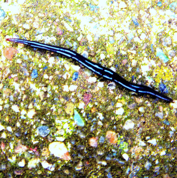 Blue garden Flat Worm | Project Noah