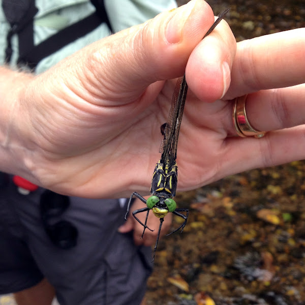 Dragonhunter dragonfly (male) | Project Noah