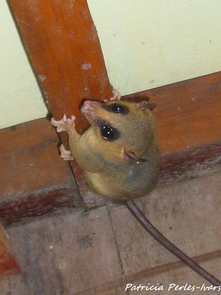 Mexican mouse opossum | Project Noah