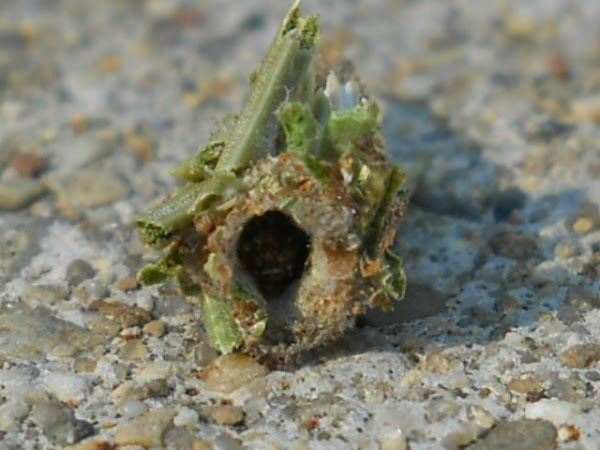 worm guy with pine needle house on his back | Project Noah
