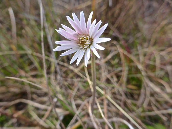 Pineland Daisy | Project Noah
