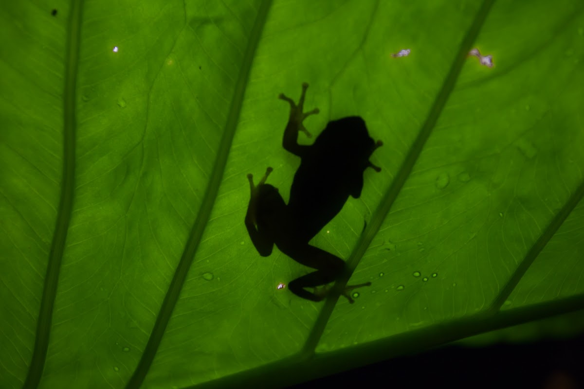 Squirrel Tree Frog | Project Noah