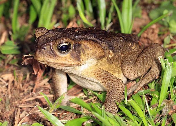 Cane Toad | Project Noah