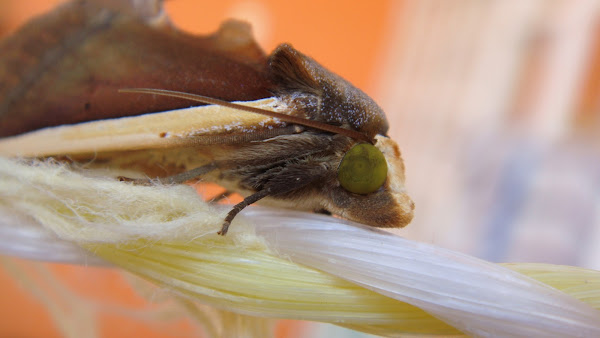 Polilla búho | Project Noah