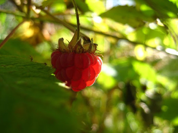 Raspberry | Project Noah