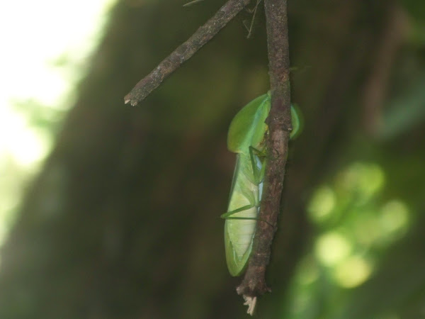 Hooded Mantis | Project Noah