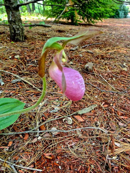 Pink Lady's Slipper | Project Noah