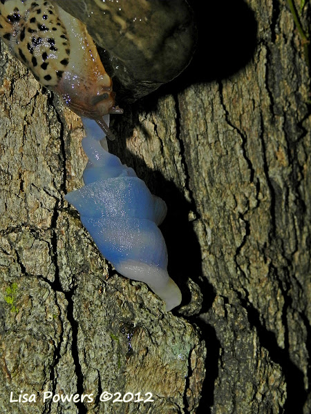 Leopard Slugs | Project Noah