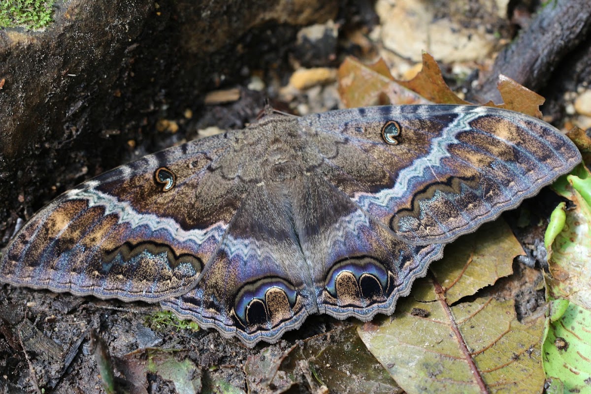 Black Witch moth | Project Noah