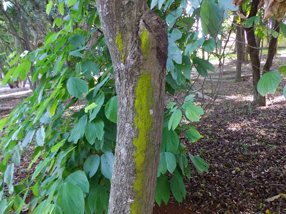 Líquen | Project Noah