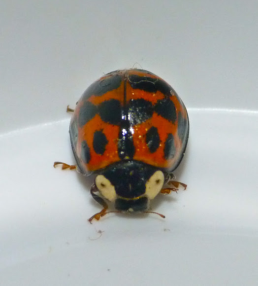 Japanese ladybug | Project Noah