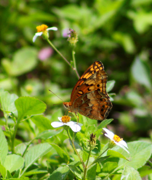 Tawny Emperor Butterfly | Project Noah