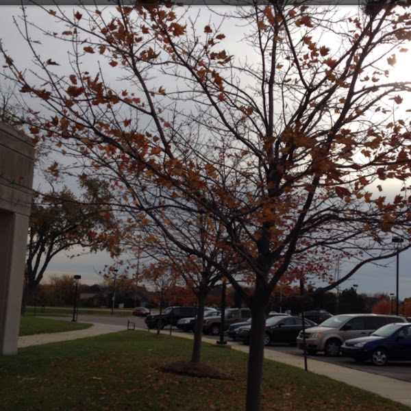 Red Maple | Project Noah