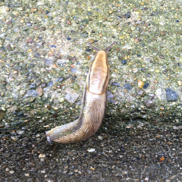 Slug | Project Noah