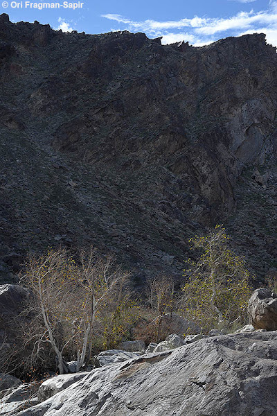 Western sycamore | Project Noah