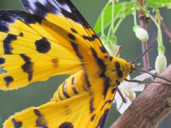 False Tiger Moth | Project Noah