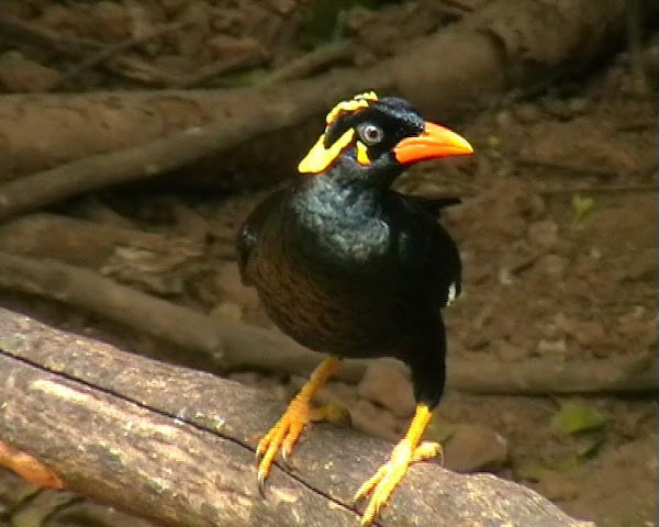 Common Hill Myna | Project Noah