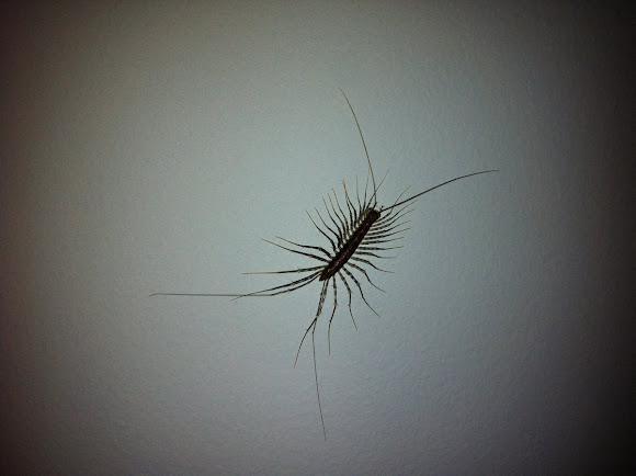 Cien pies domestico - Imagui