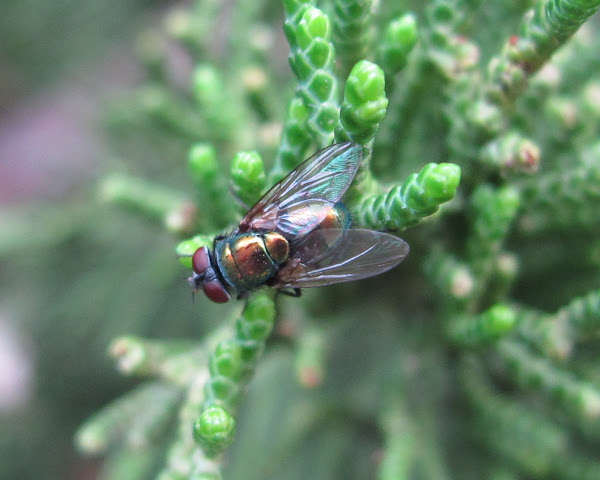 Blow Fly | Project Noah